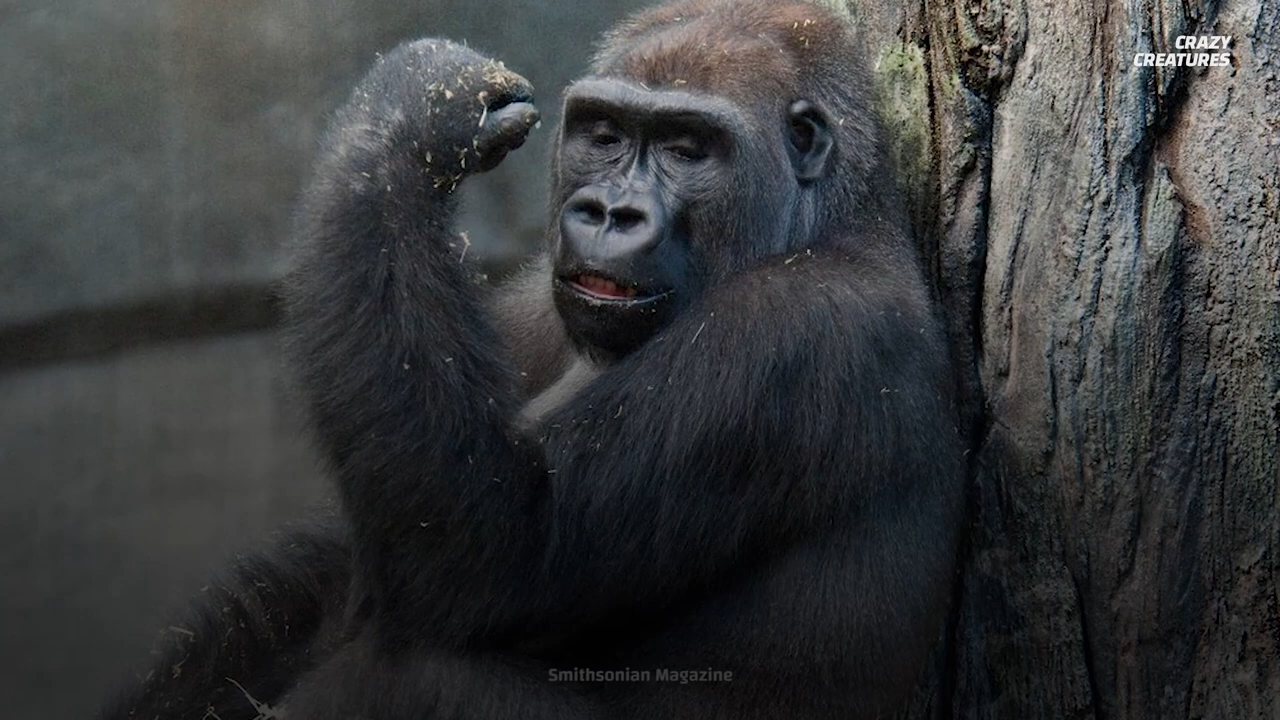Watch what happens when 10 men's worth of strength lives in one gorilla