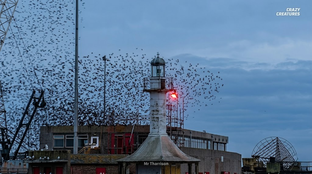 Watch what happens when 100,000 birds react at the exact same time