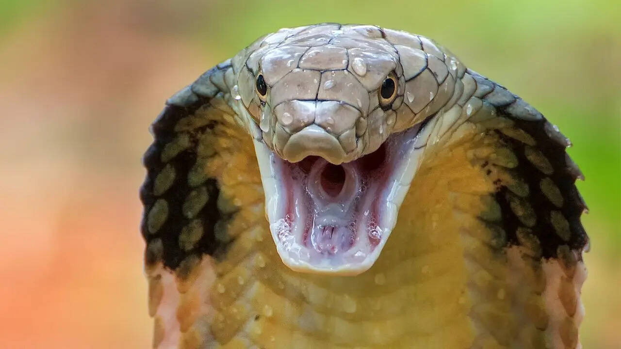 10 deadly snakes found in the forests of northeast India: What ...