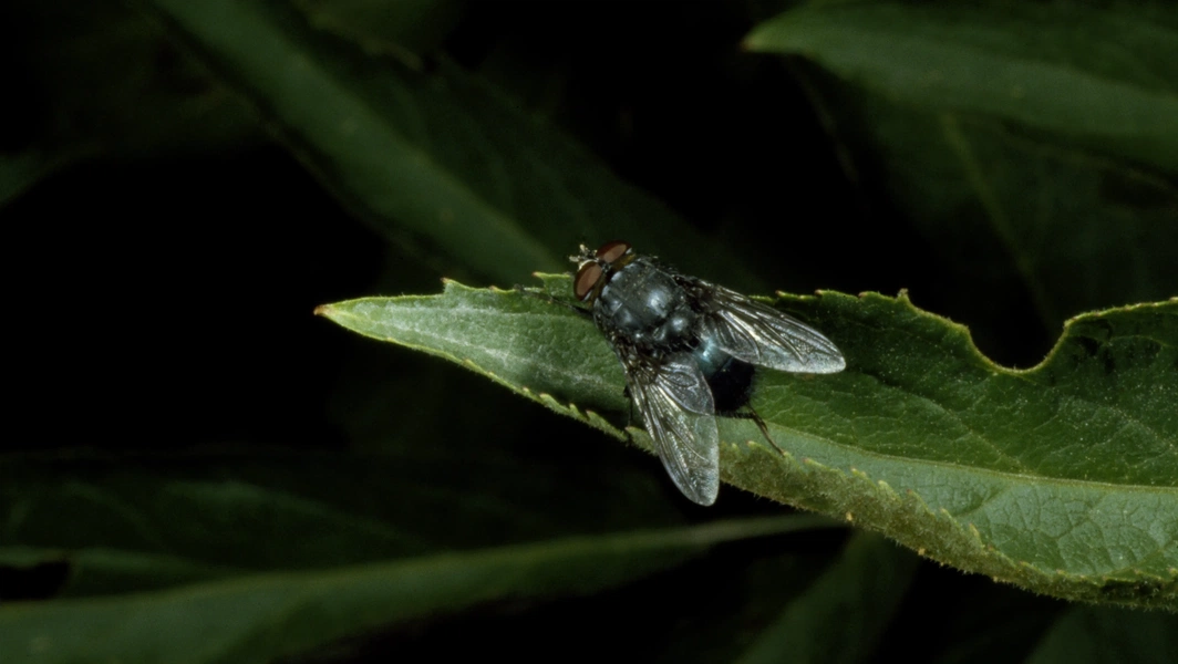 Parasitic flies threaten birds and cattle in separate outbreaks