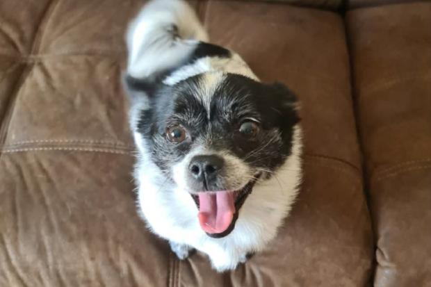 Desperate family offers £500 reward after small dog missing for more ...