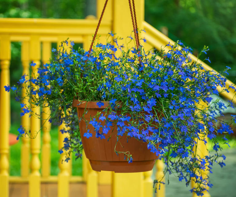 6 longest-flowering annuals for hanging baskets & window boxes – for ...
