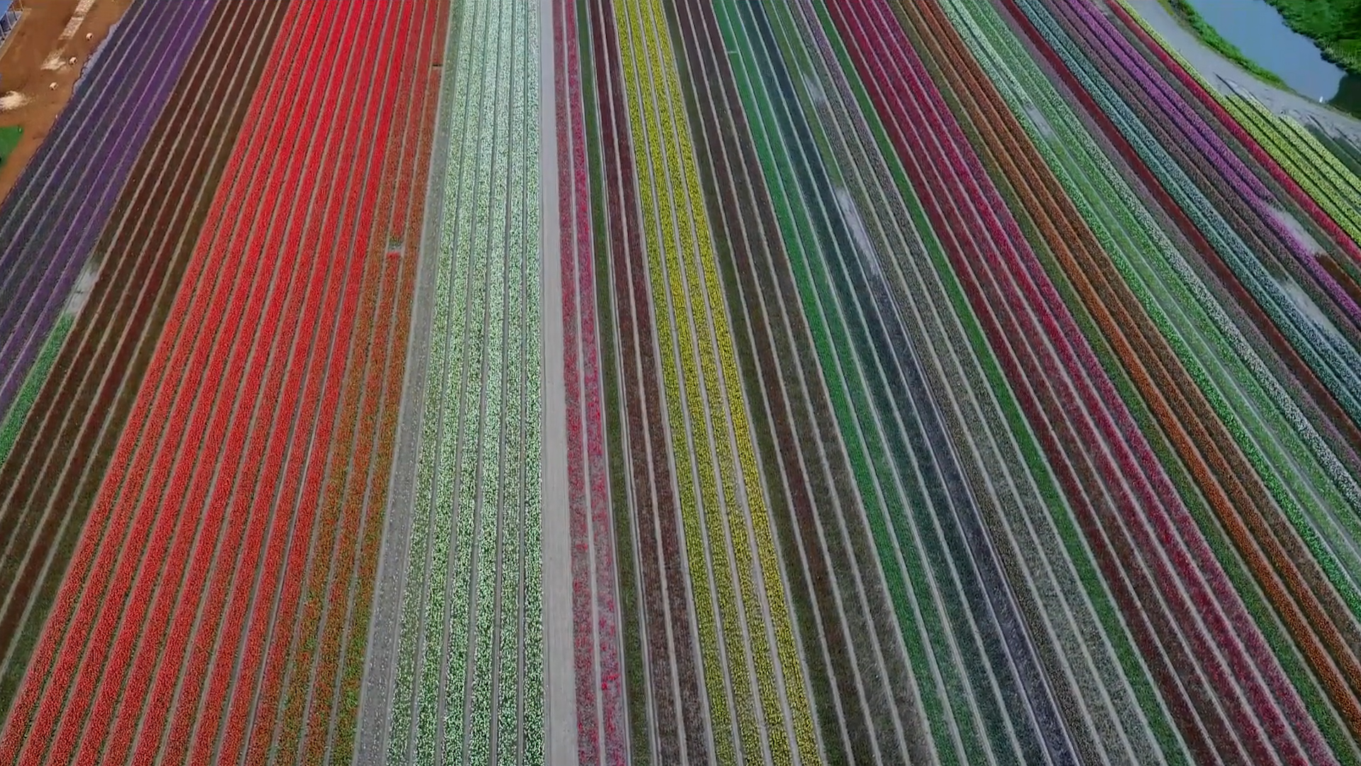 Flower and tulip fields by drone
