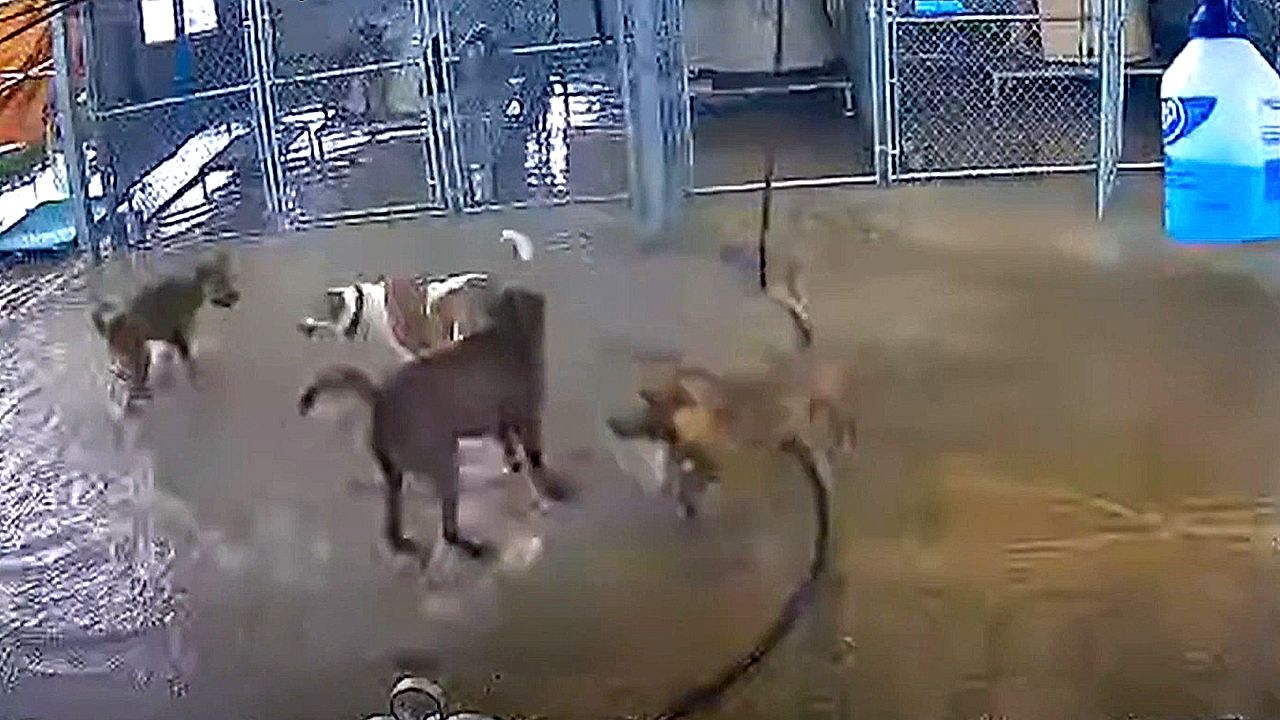 Animal shelter dogs splash around in puddles during rainstorm in Texas