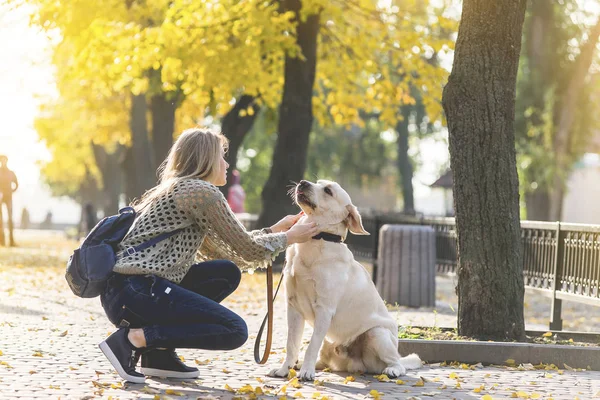 How rescue dogs rebuild trust after severe trauma