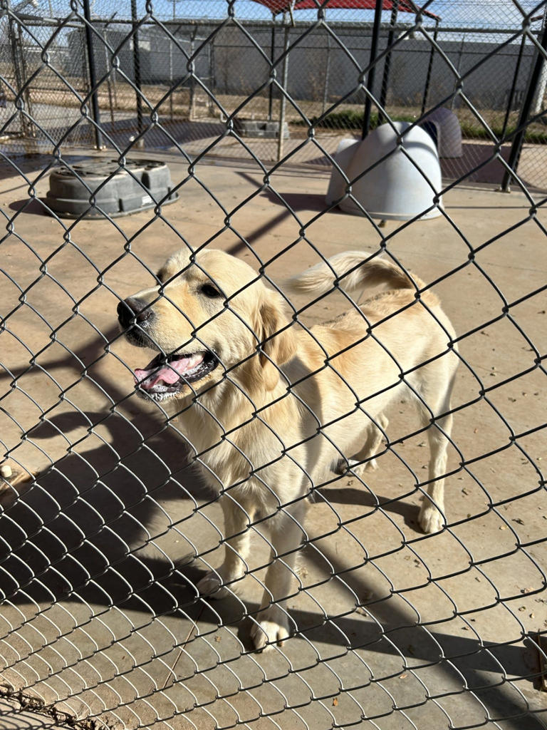 City of Canyon prepares plans for new animal control facility