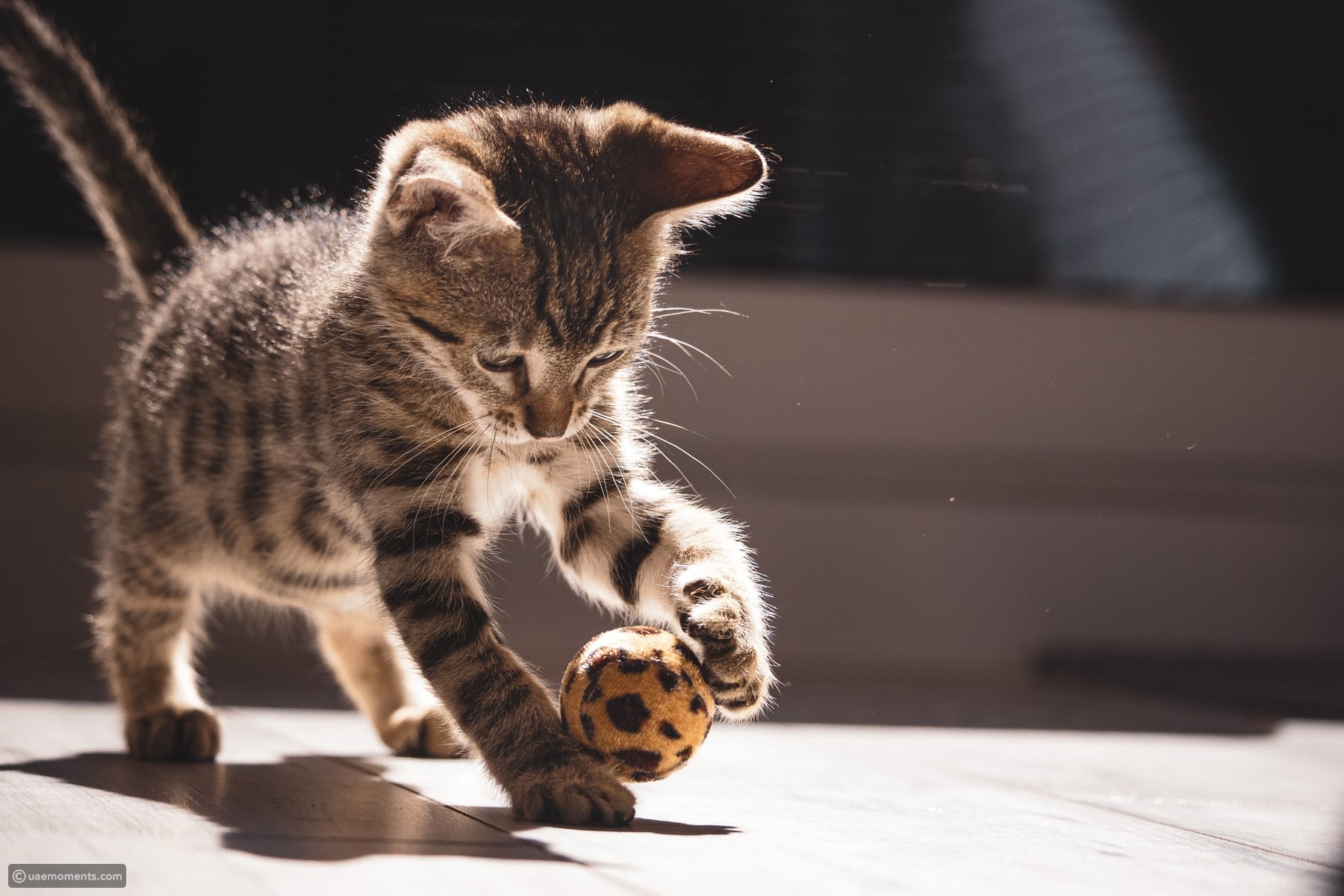 11 things cats treasure more than anything else