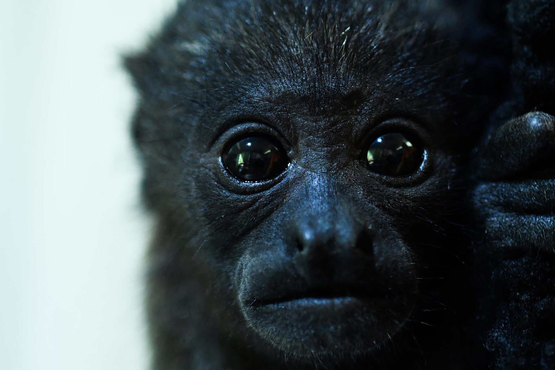 When howler monkeys die by electrocution