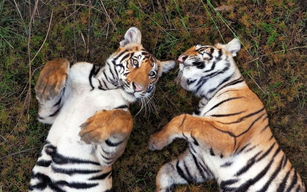 BBC Tiger Island debut sparks fierce row as viewers blast 'insufferable ...