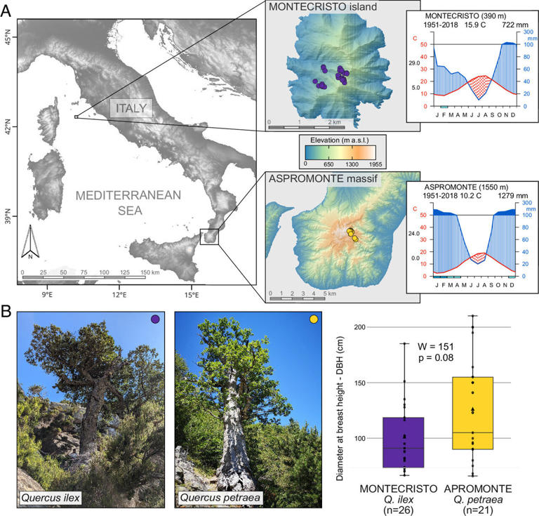 Medieval pandemic left a hidden legacy in Europe's oldest trees