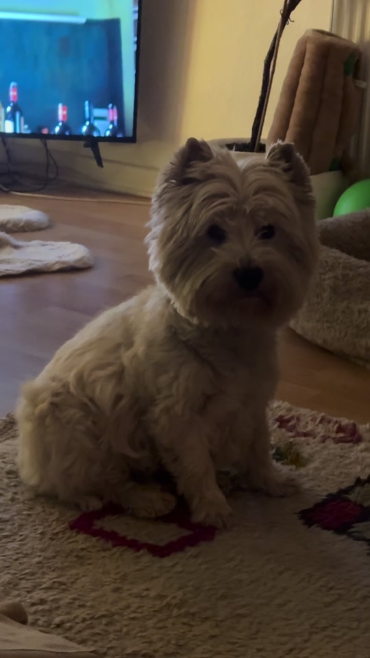 Watch this adorable dog stomping before sleep