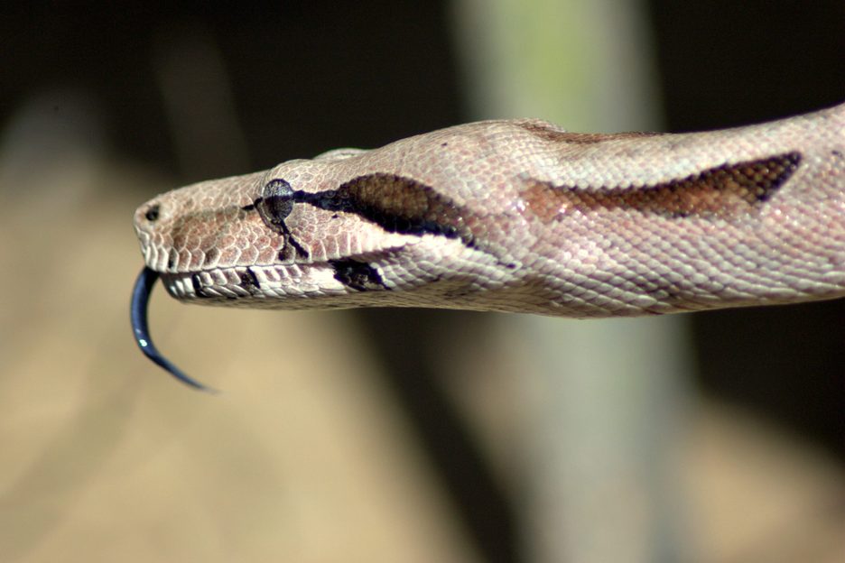 "It's a colossal 3 metres long, weighs 27kg and uses over 100 small ...