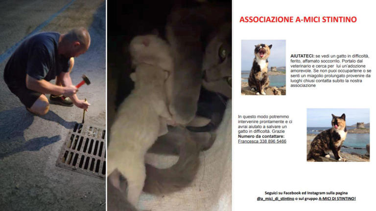 Stintino, gattina e tre cuccioli salvati dentro un tombino davanti alla ...