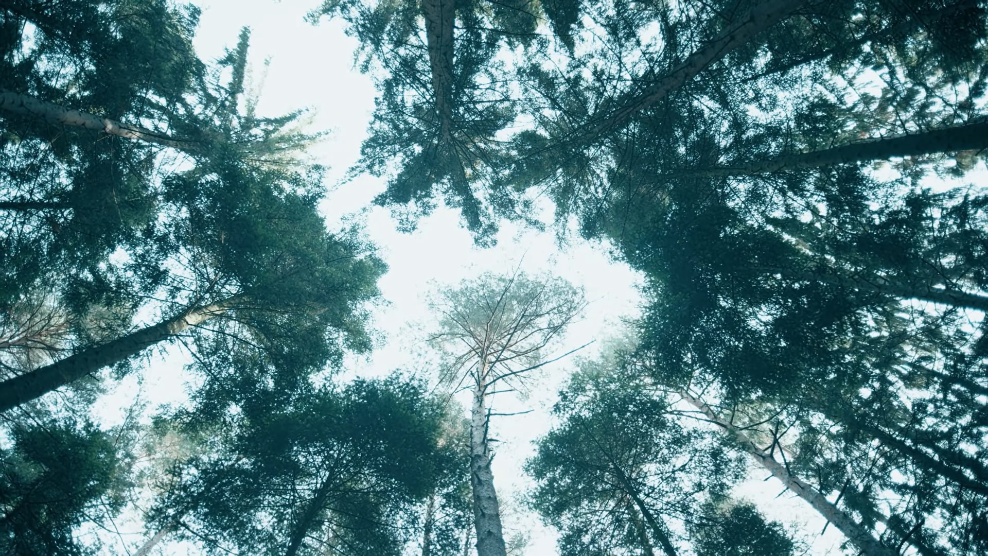 The world fell for the “wood wide web” - then 1,700 papers revealed a ...