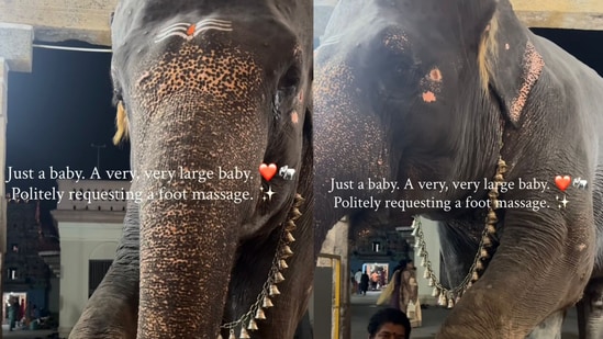 Cute baby elephant gets pampered with foot massage at Tamil Nadu temple