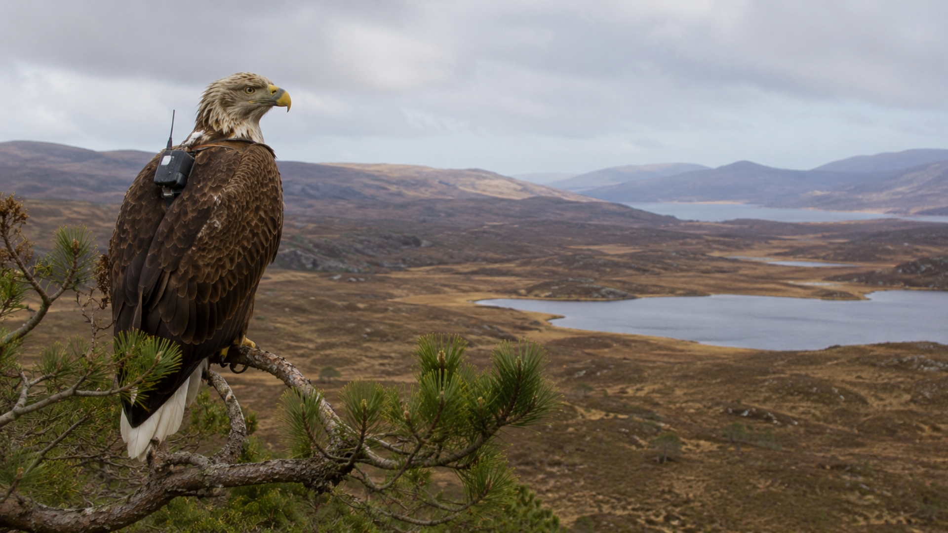 The mysterious disappearance of a white-tailed sea eagle has sparked ...