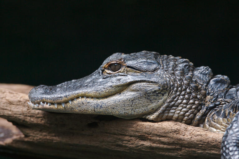 Coelacanth, chameleon, civet... 19 amazing, incredible animals starting ...