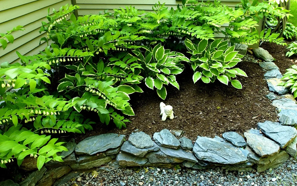 Shade garden ideas that truly thrive