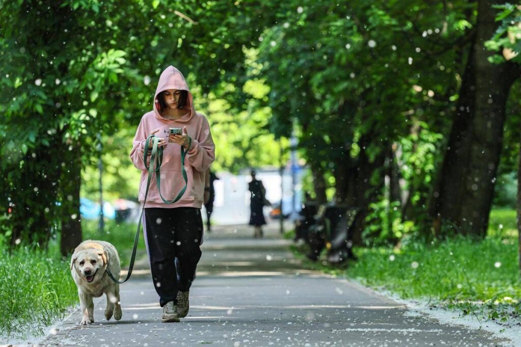 Obbligo di lavare la pipì del cane in strada, Bassetti: "Dal punto di ...