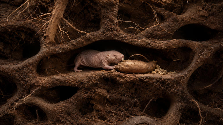 These mole rats are farming their own food underground, scientists say