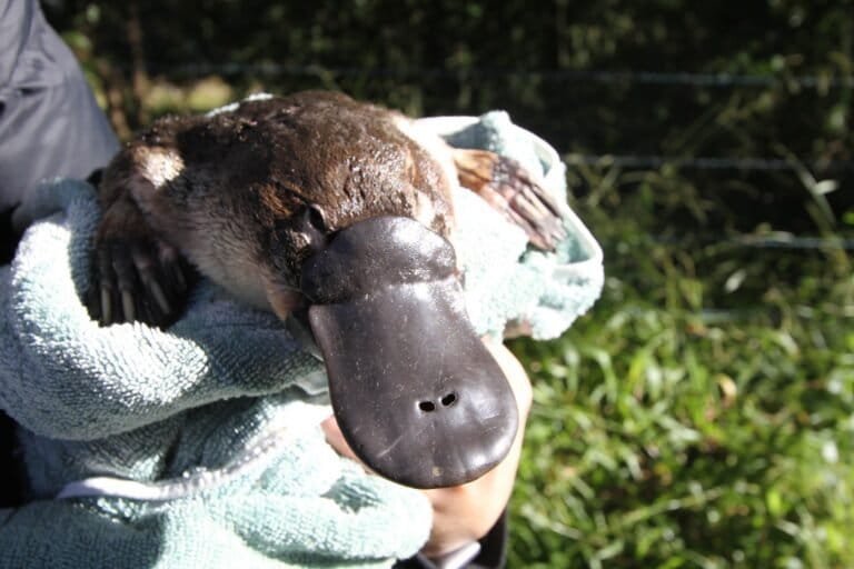 What the platypus can teach us about smarter conservation