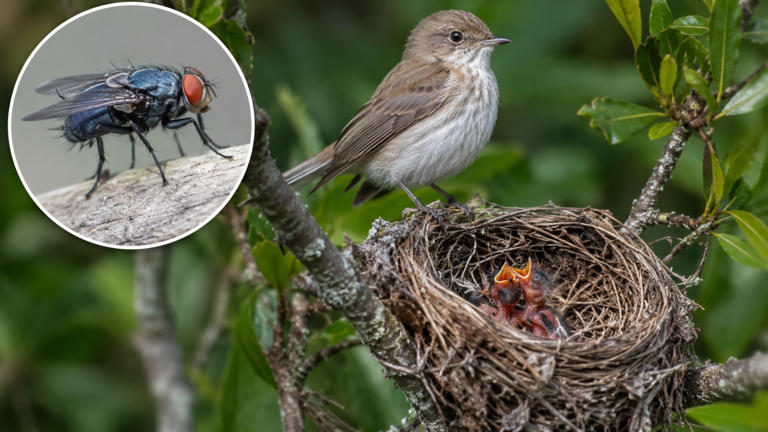 A tiny fly is fueling a wildlife crisis across parts of the world