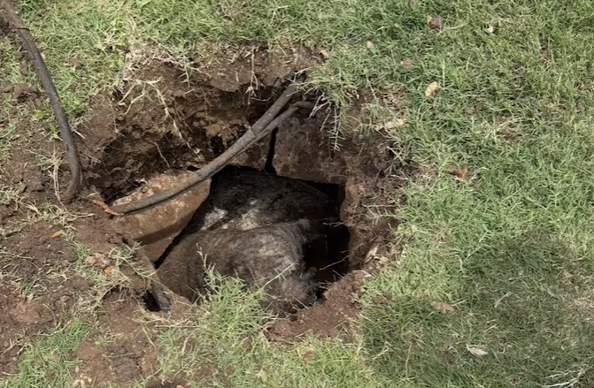 Mastiff cistern rescue shows the danger beneath unfamiliar ground