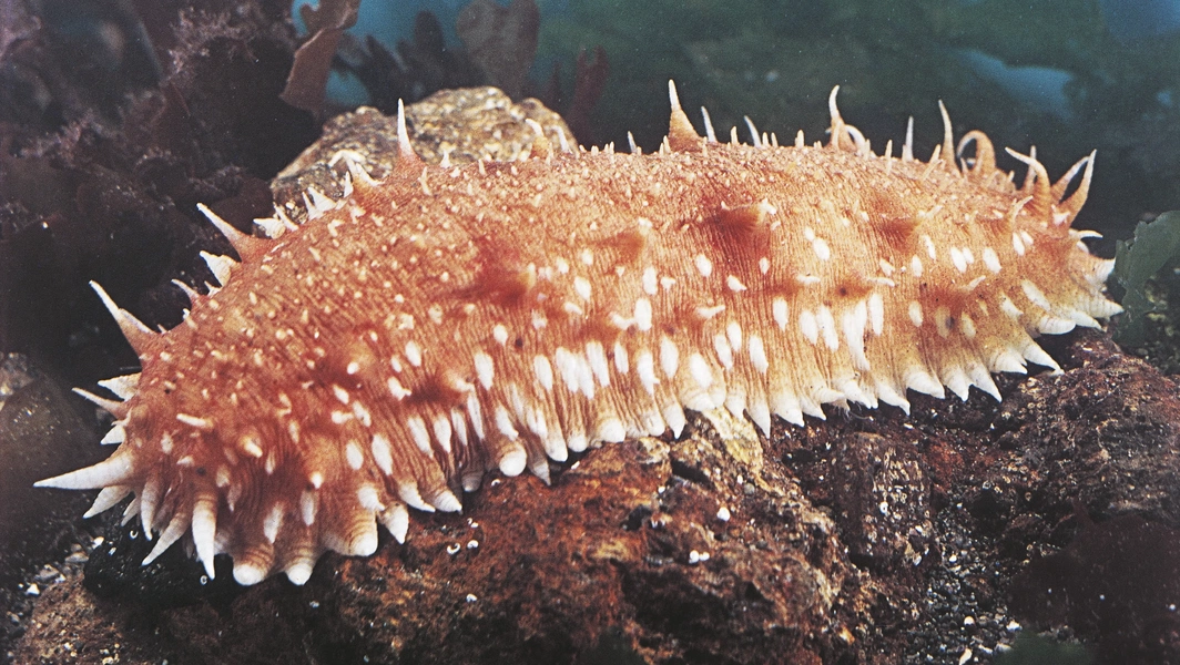 Sea cucumber tissue survives years after amputation in study