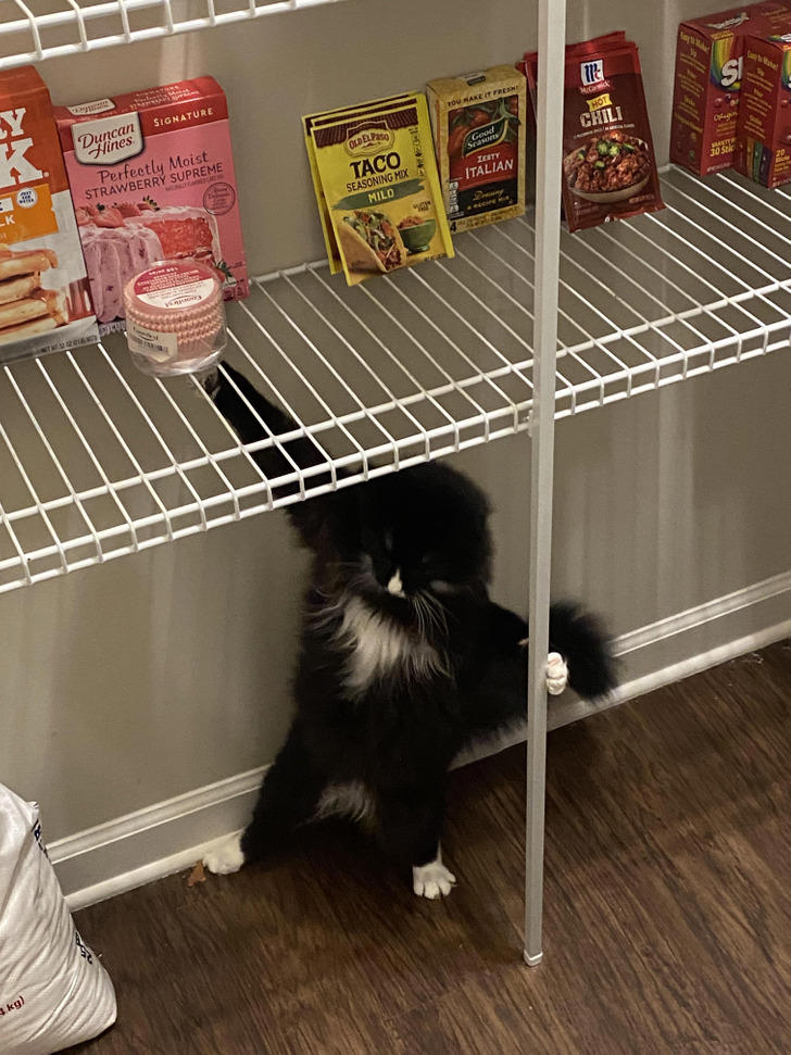 18 real pet stories that prove our animals quietly understand us better ...