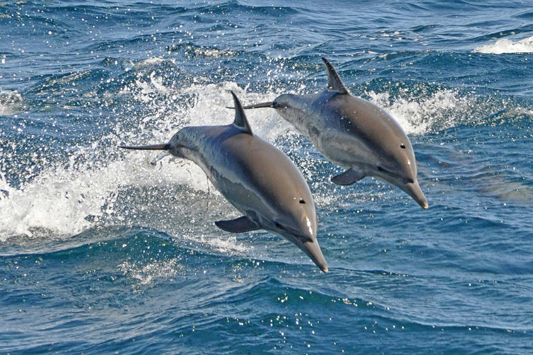 Coelacanth, chameleon, civet... 19 amazing, incredible animals starting ...