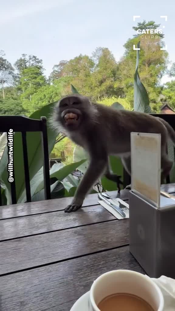 Wild monkey joins man for breakfast