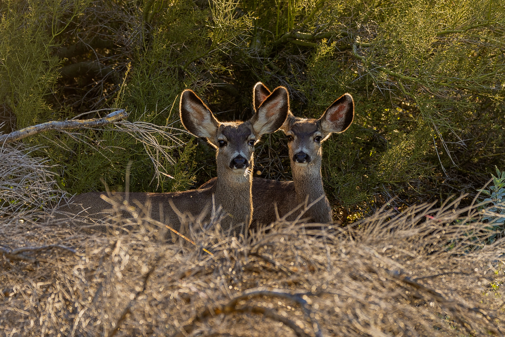 Mule deer in California already using unfinished $20M wildlife bridge