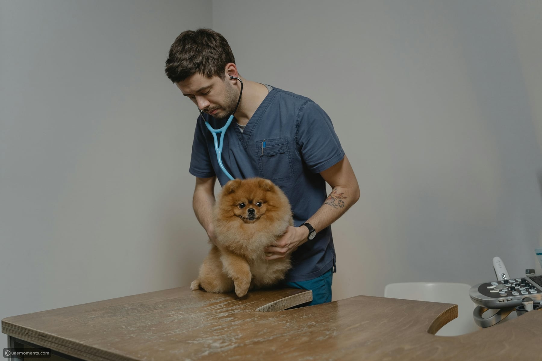 8 pet care mistakes to avoid if you truly care for your animal