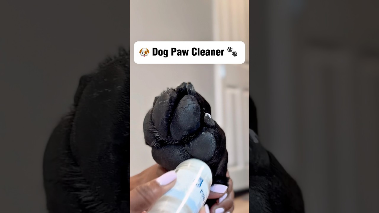 Cane Corso uses a paw cleaner made for large dogs