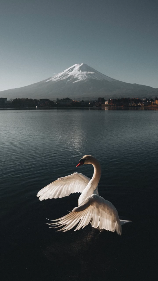 Stunning Nature Shot Swan and Fujisan in Harmony