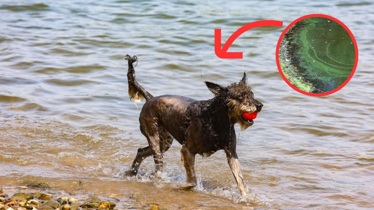 Blaualgen Vergiftung Hund