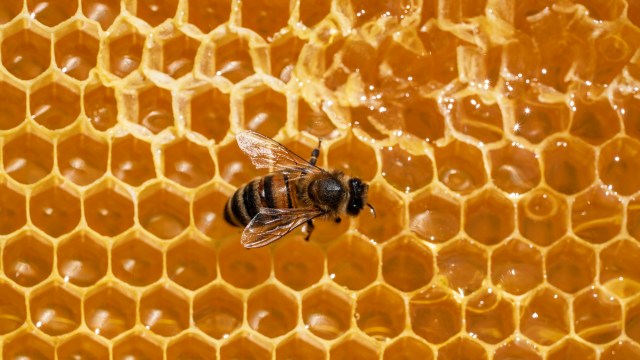 A single worker bee makes just 1/12 teaspoon of honey in her lifetime ...