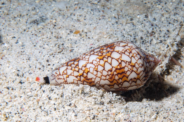 15+ Most Dangerous Unknown Creatures Most People Have Never Heard Of