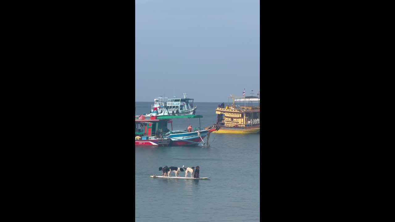Four pet dogs cruise past boats as they ride surfboard together