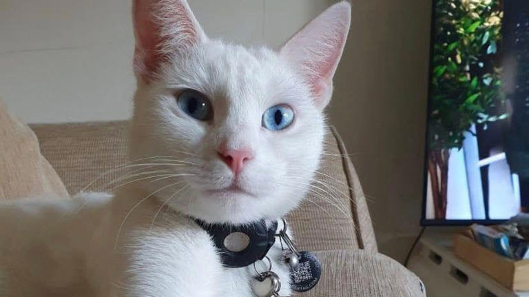 Deaf cat who hitched a ride in a van is found