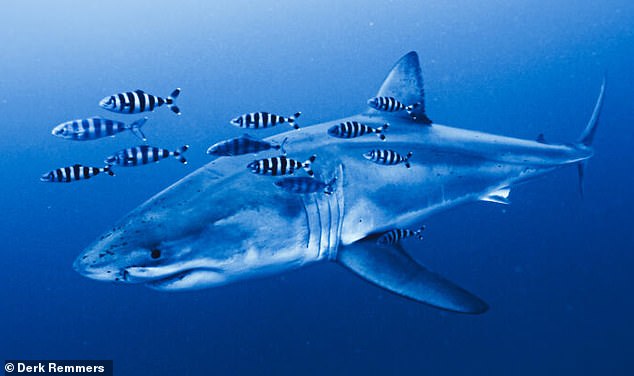 Great white shark is recorded underwater in the Mediterranean for the ...