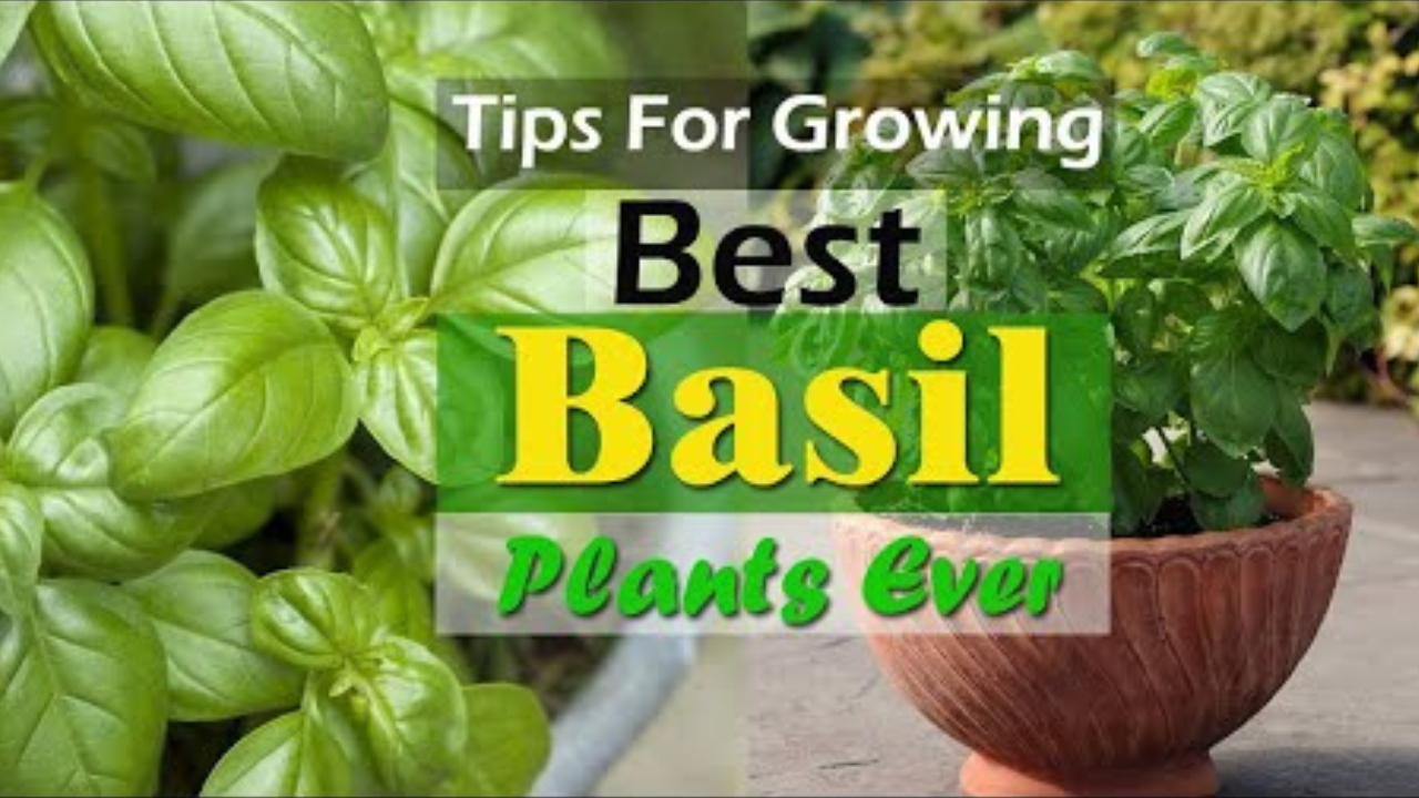 Grow lush basil in pots with these simple tricks