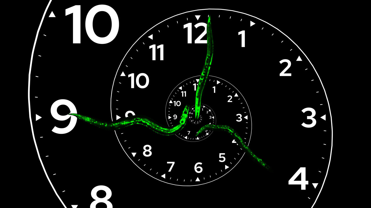 First nonrepeating biological clock discovered in C elegans guides growth