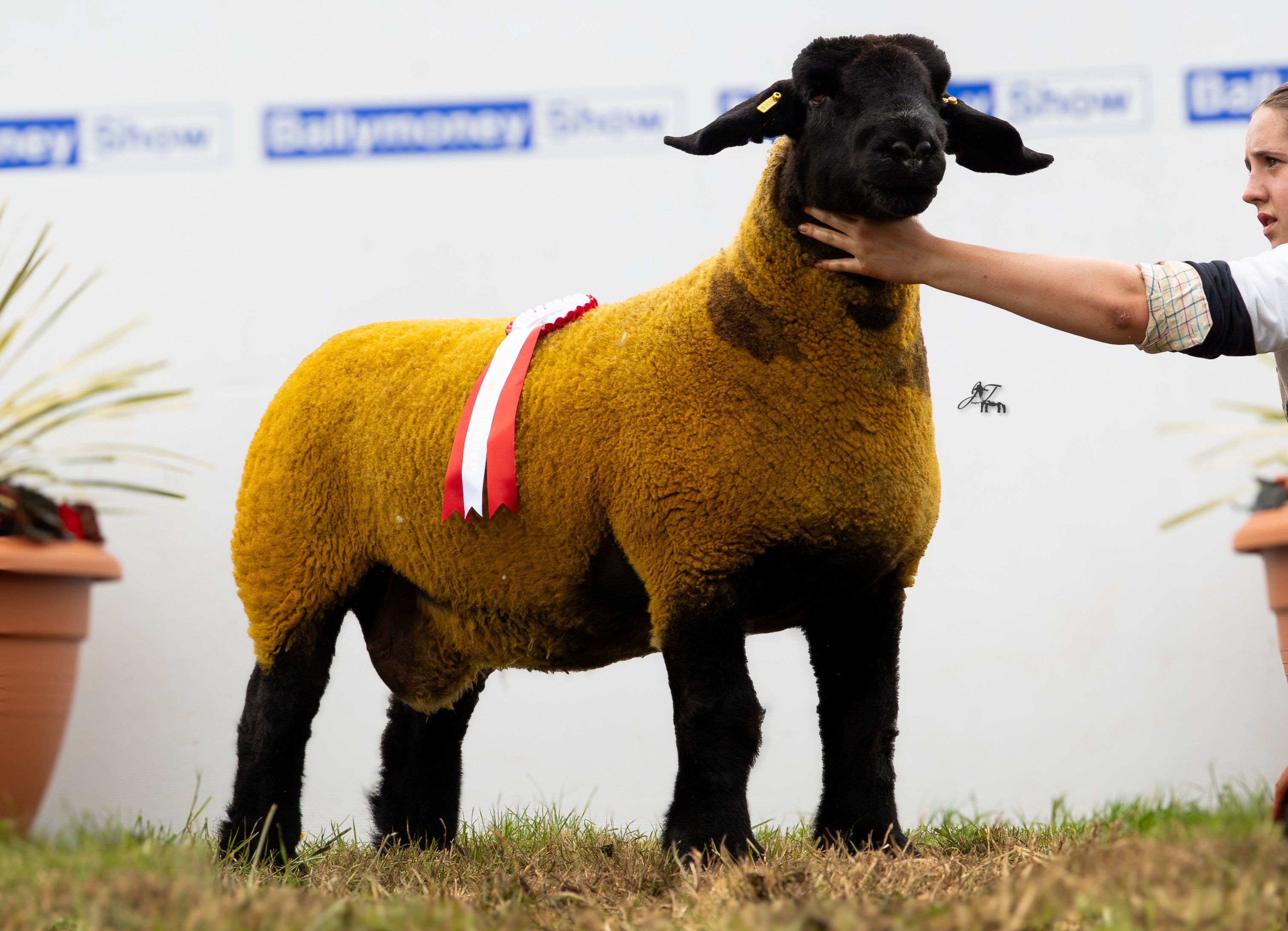 Ballynacannon flock takes sheep interbreed champion at Ballymoney Show 2026