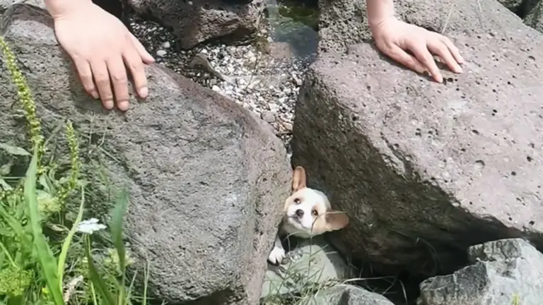 Puppy rescued after getting trapped under rocks beside lake