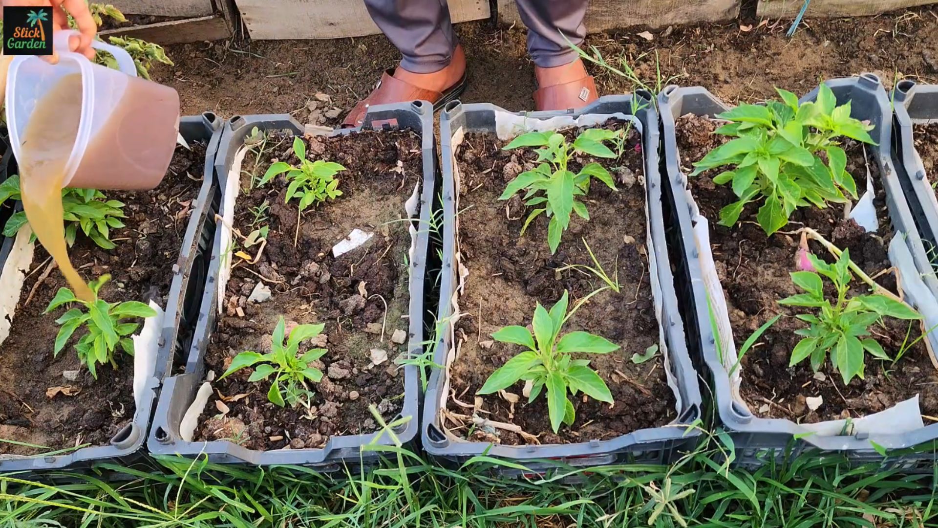 How to make homemade cow manure fertilizer for a massive harvest