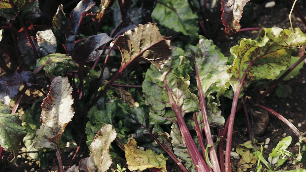 Why beets deserve a spot on your plate