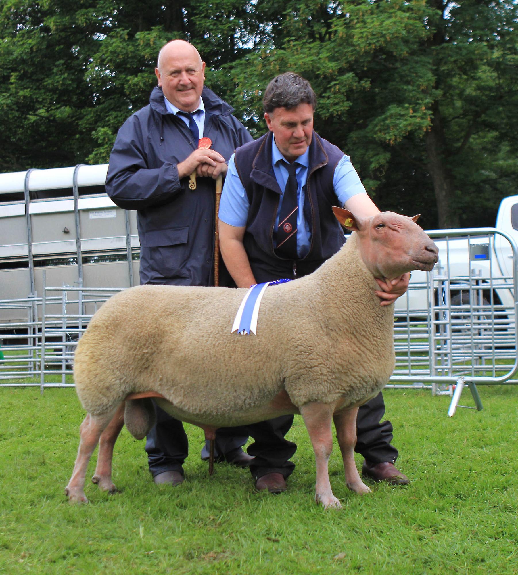 Lurgan Show – a tremendous showcase for livestock excellence and ...