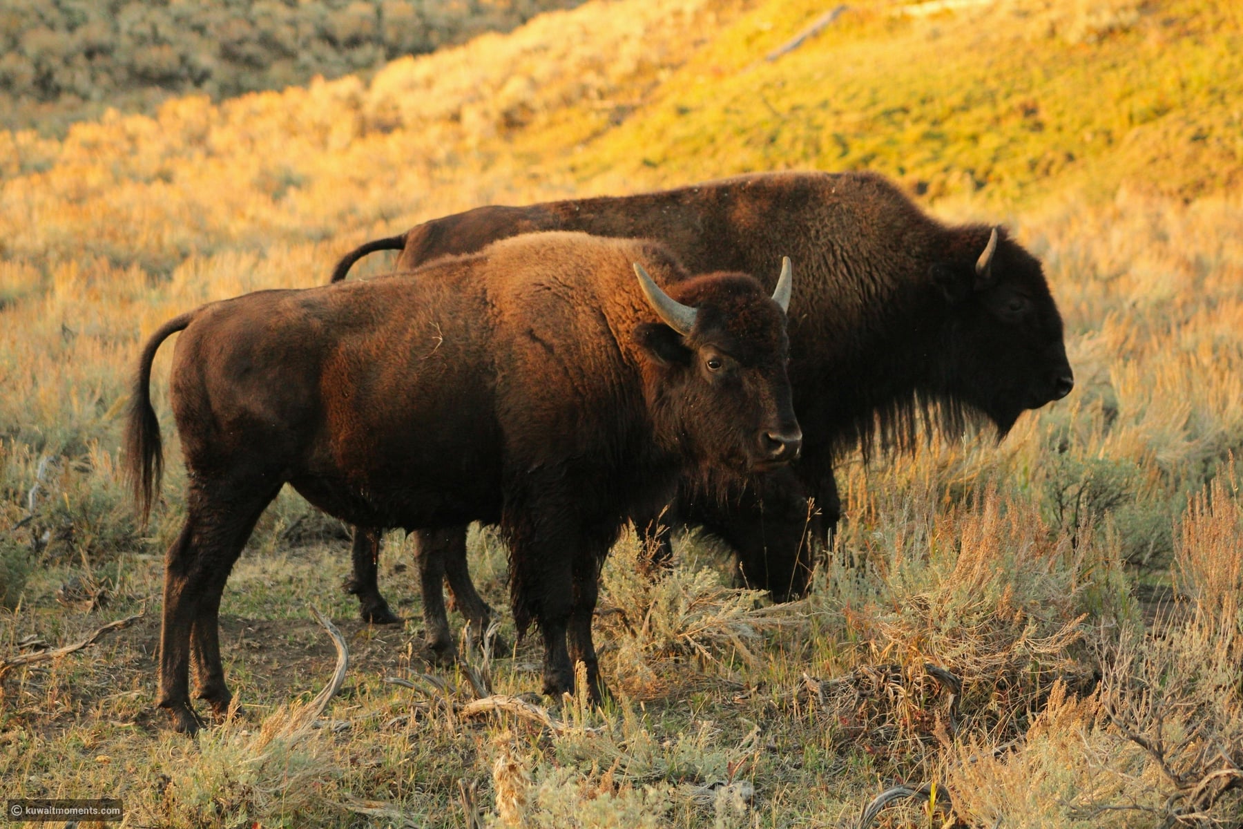 7 US states that boast the biggest herds of bison in America