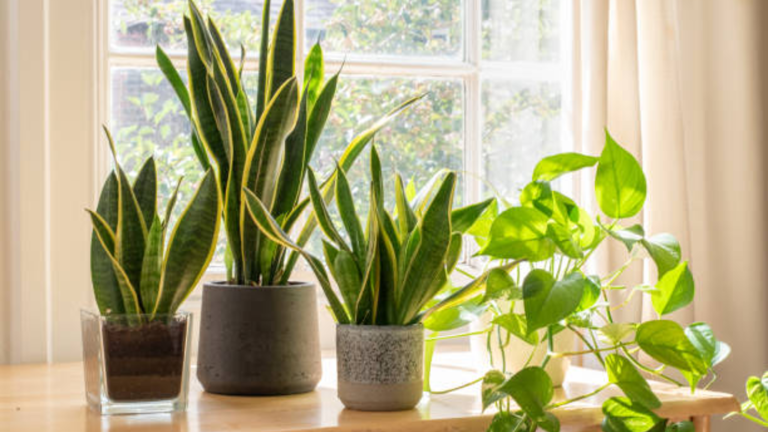Gardening tips for dusty Indian cities: Indoor plants that survive dust ...